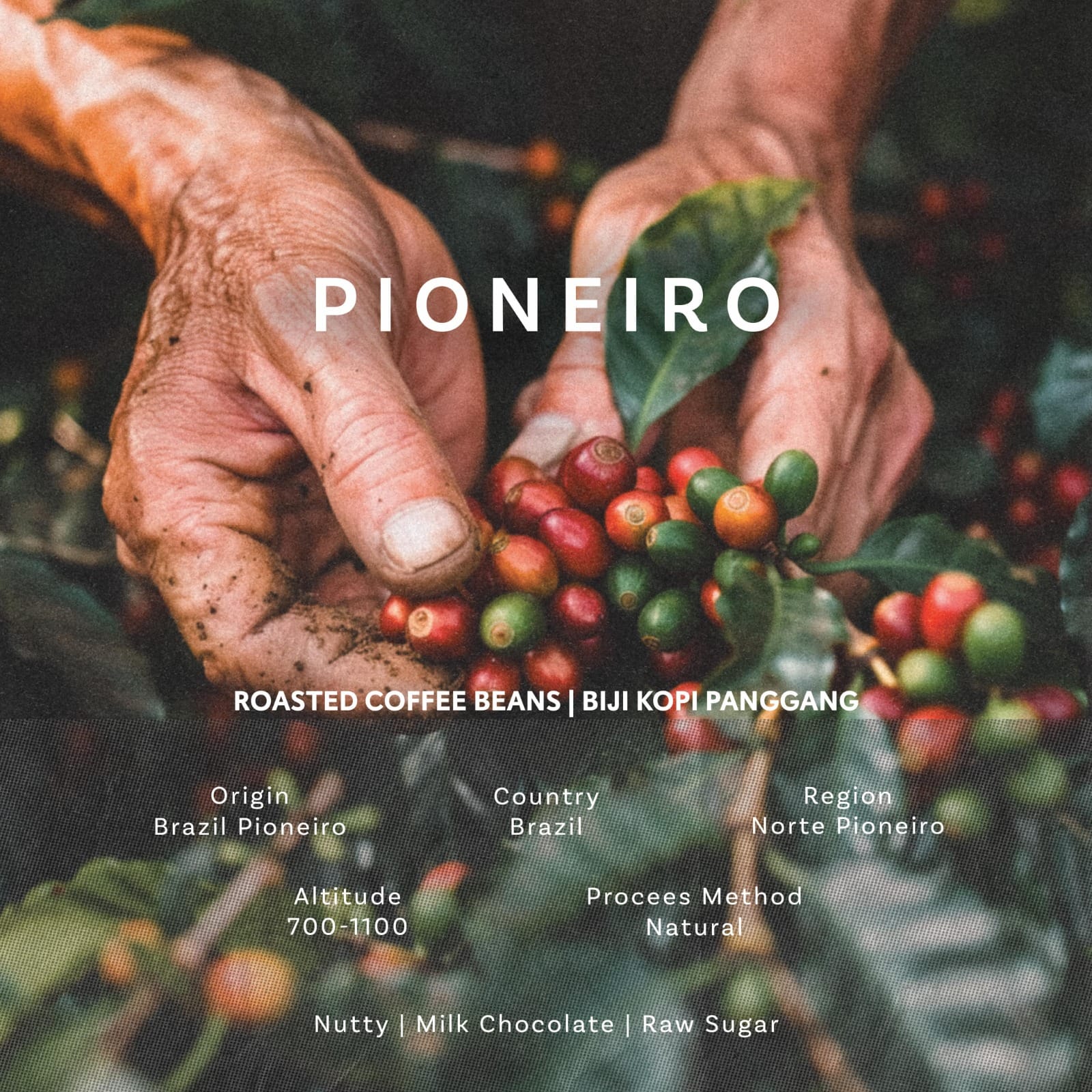 SINGLE ORIGIN - PIONEIRO - ASK Coffee Roastery